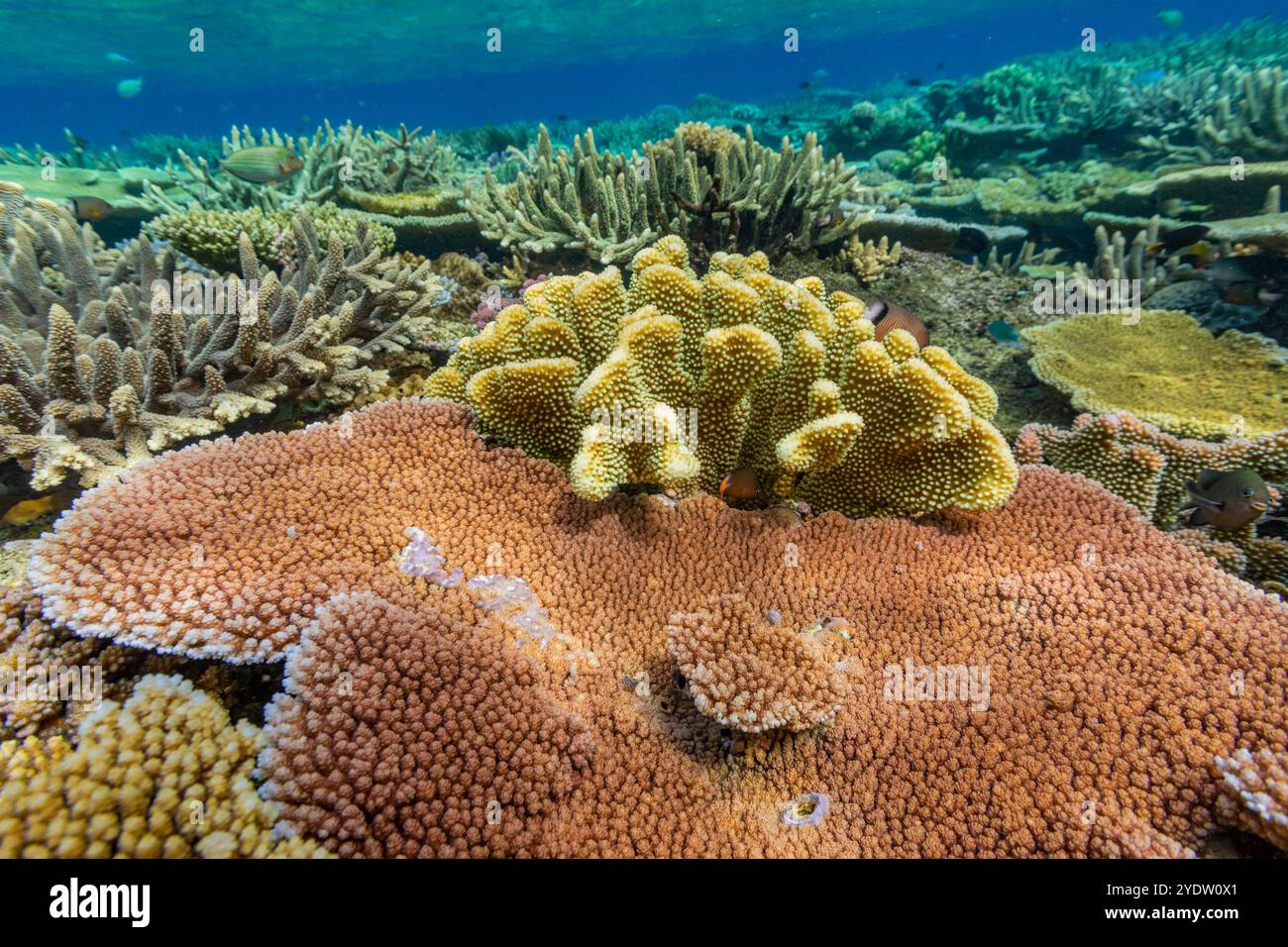 Coral reef protection conservation hi-res stock photography and images ...