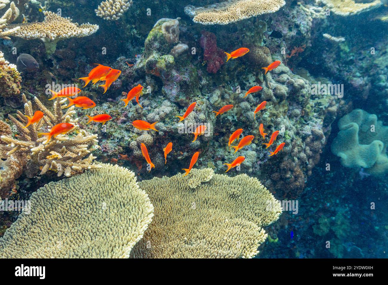Healthy coral reef corals fishes hi-res stock photography and images ...