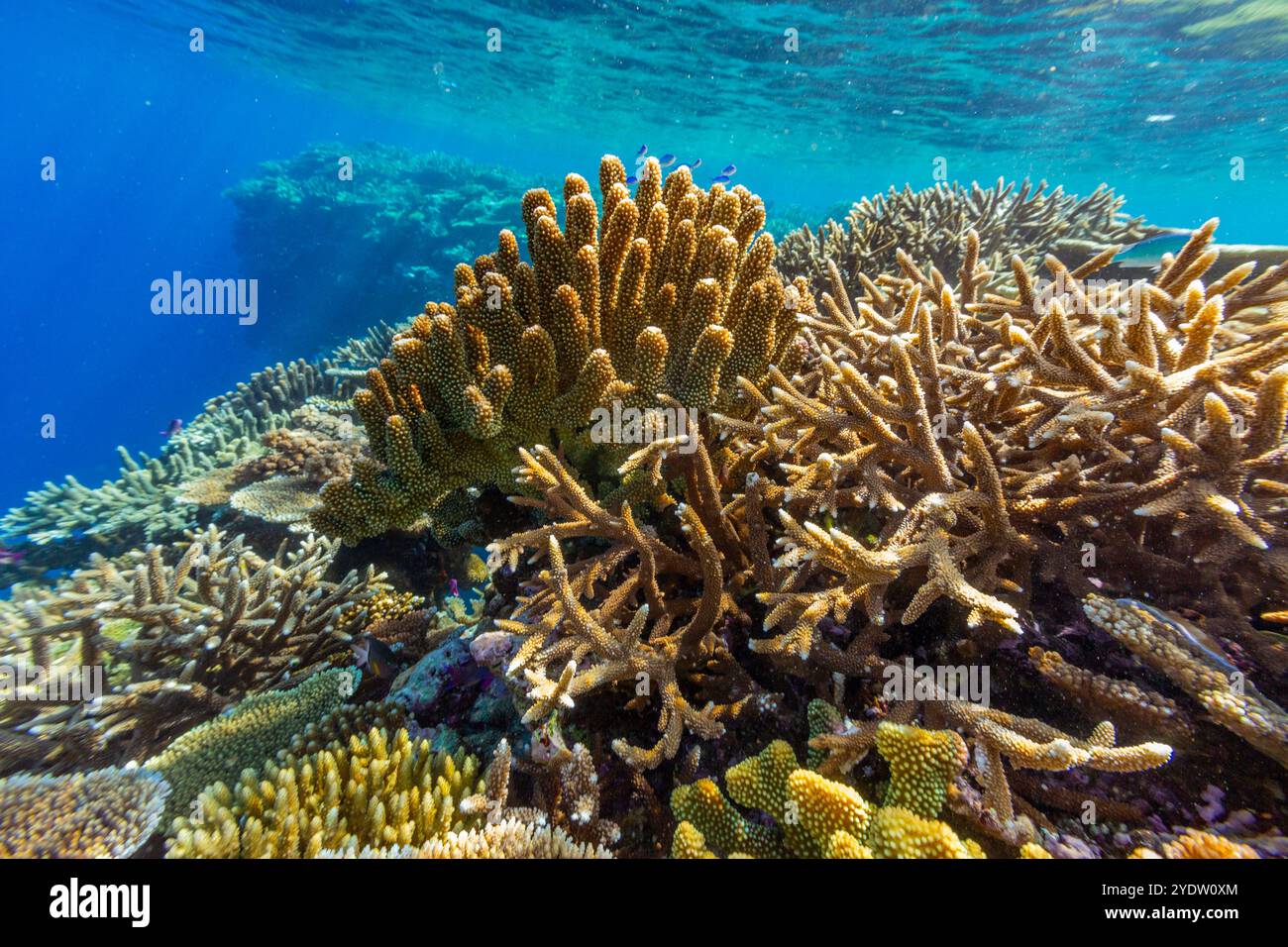 Conservation of well hi-res stock photography and images - Alamy