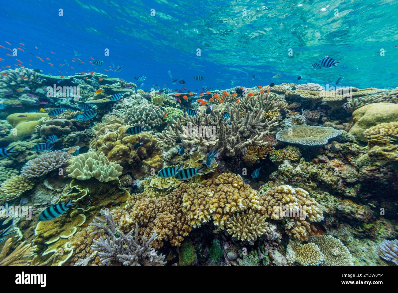 A myriad of hard and soft corals, as well as tropical reef fish at Vatu-I-Ra Conservation Park ...