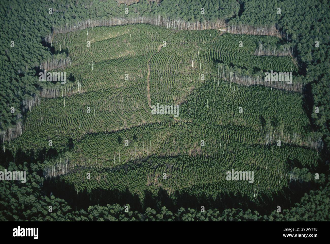 A patch of green land is seen from above, Alaska, USA Stock Photo - Alamy