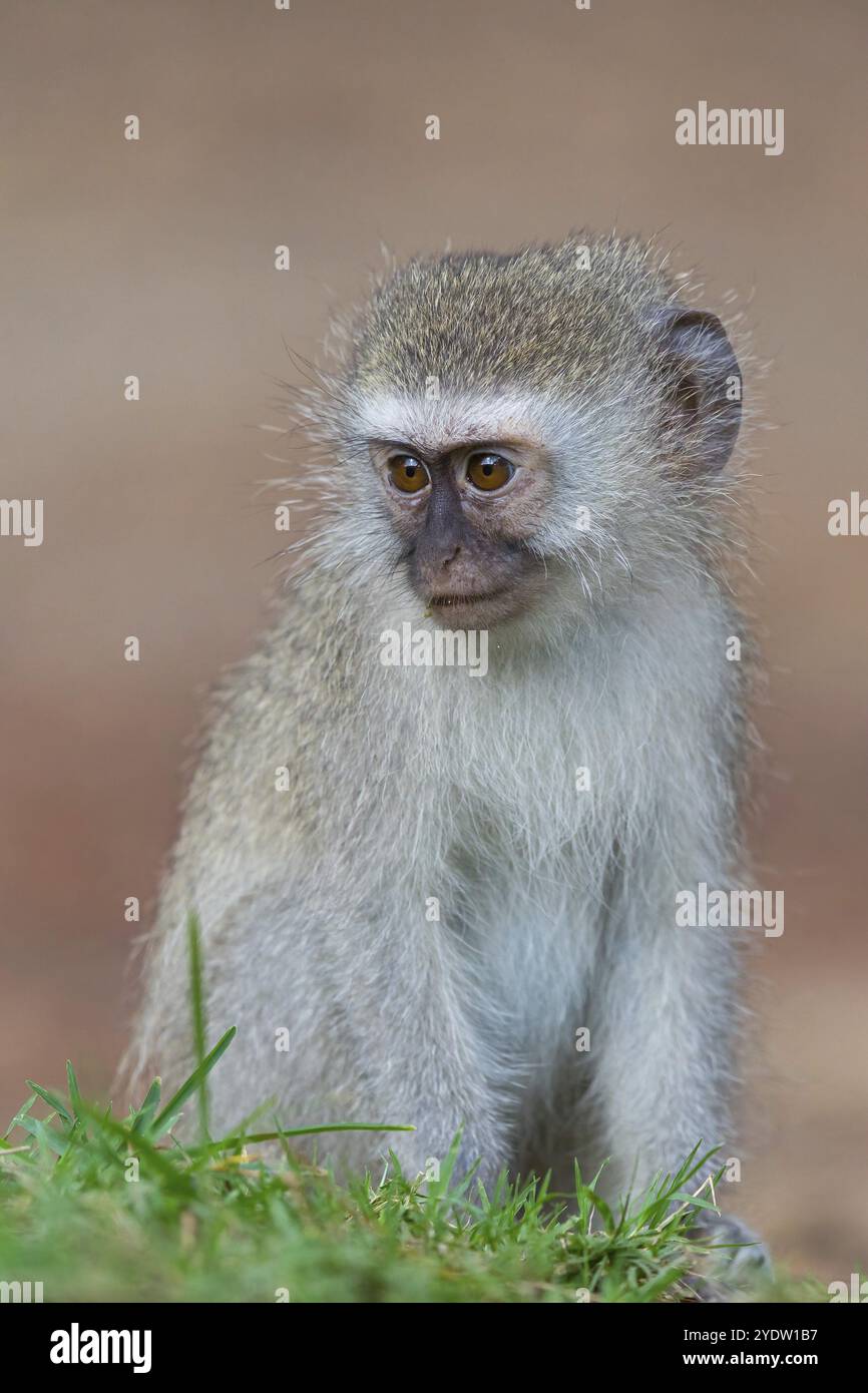 Vervet Monkey, (Chloroebus pygerythrus), vervet monkey, monkey, monkeys ...
