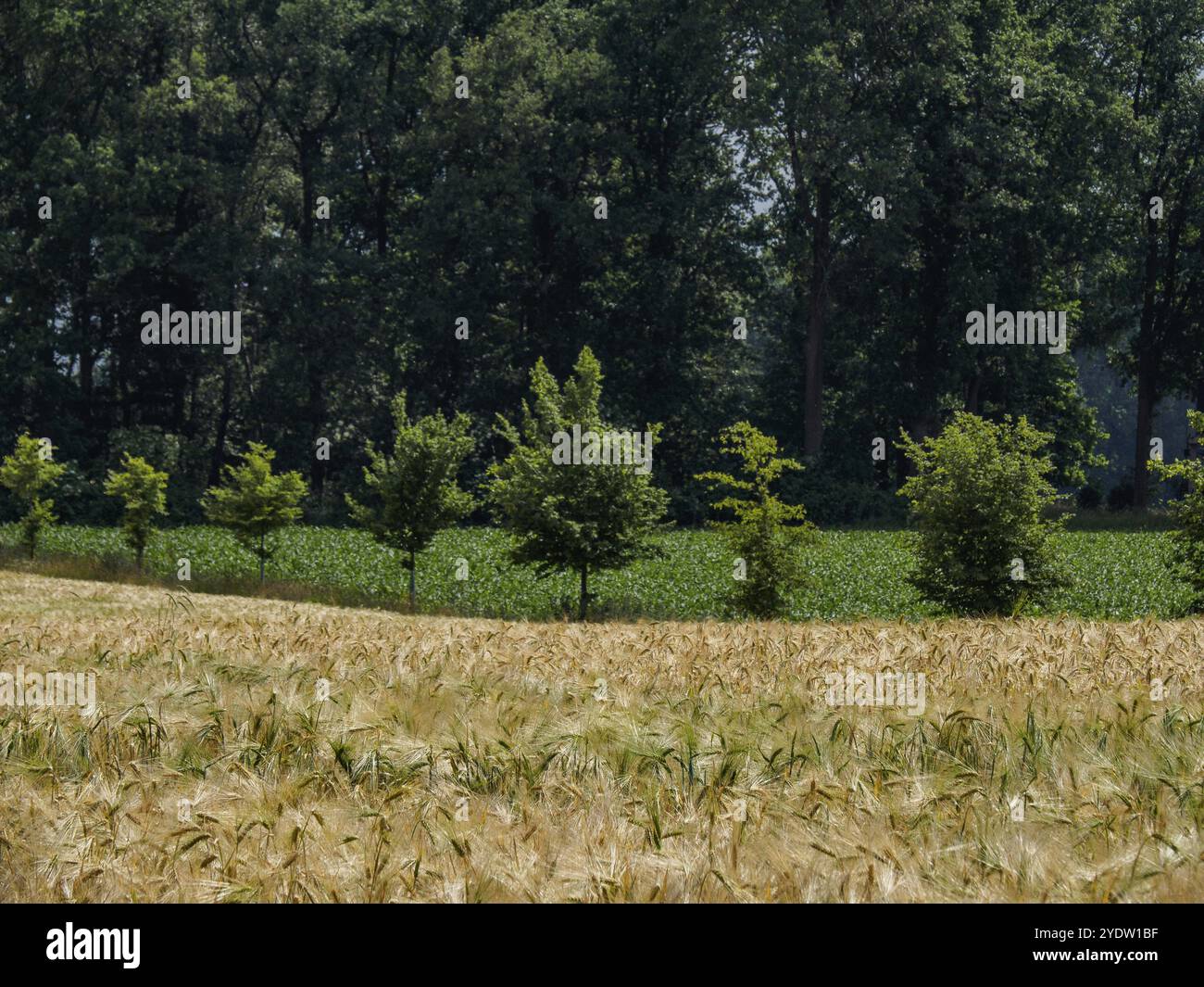 Golden grain opposite a dark forest, interspersed with young trees ...