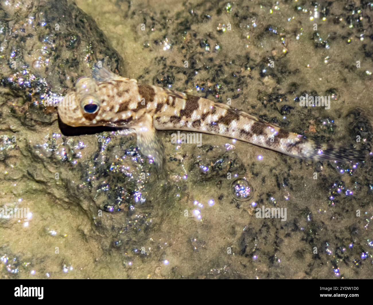 Adult barred mudskipper (Periophthalmus argentitineatus), at night on ...