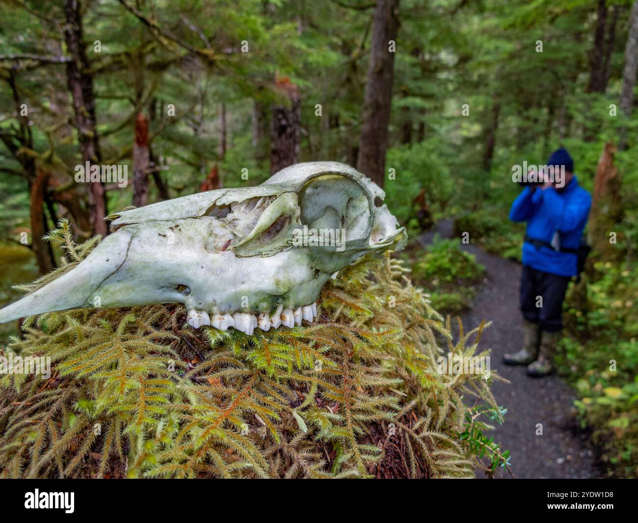 Alaska natural history scientific hi-res stock photography and images ...