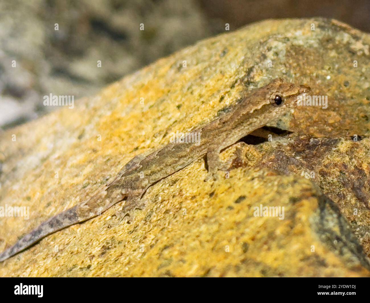 Adult mourning gecko (Lepidodactylus lugubris), at night on the ...