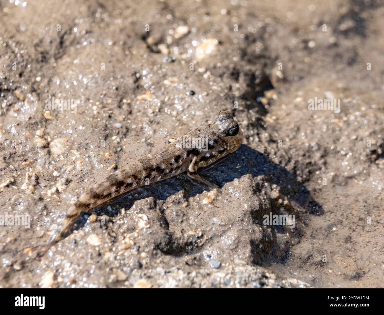 Mudskipper behavior hi-res stock photography and images - Alamy