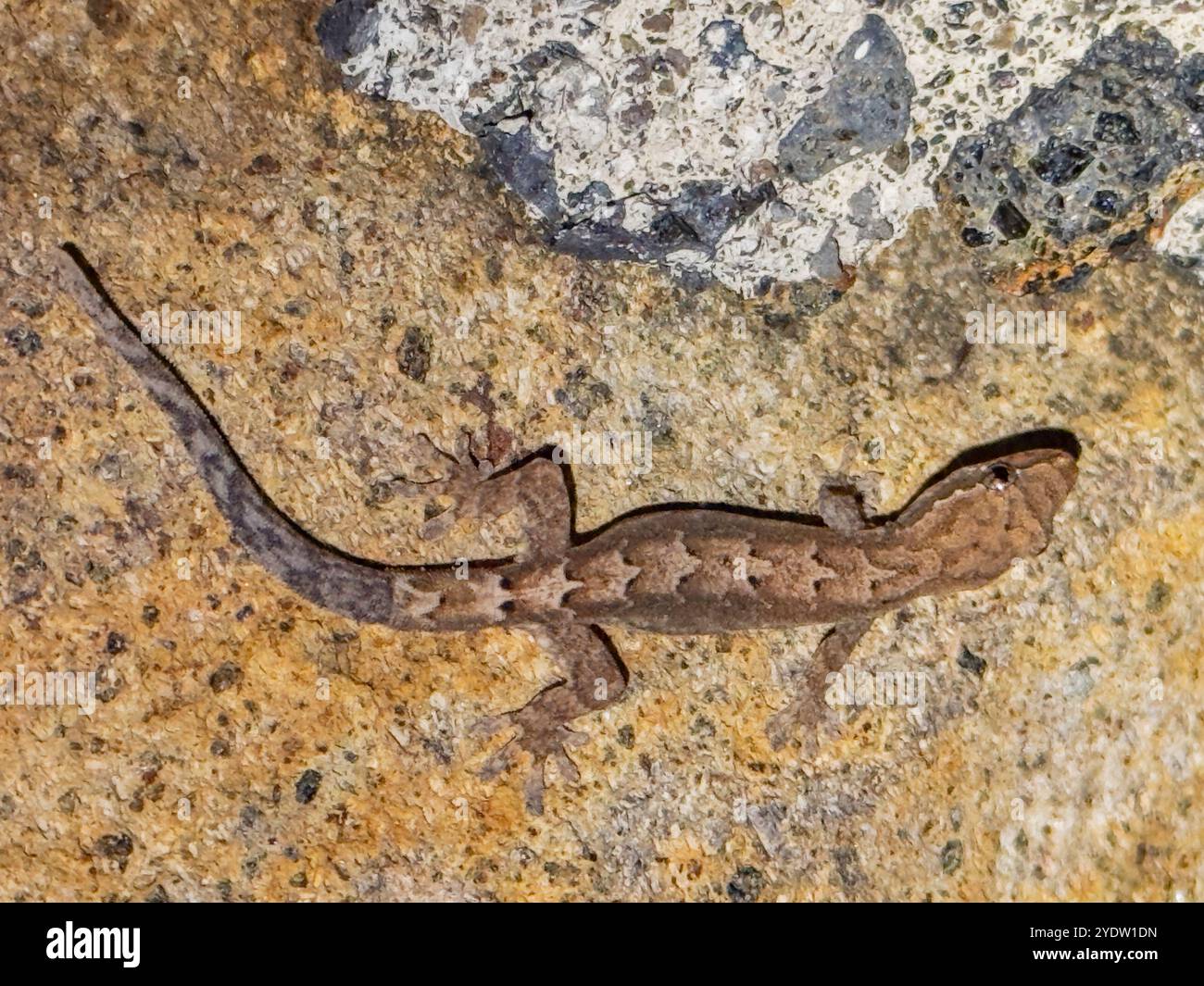 Gecko anatomy hi-res stock photography and images - Alamy