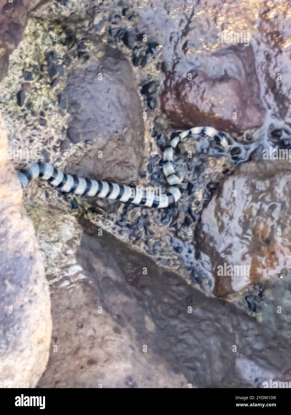 Adult yellow-lipped sea krait (Laticauda colubrina) snake, coming ...