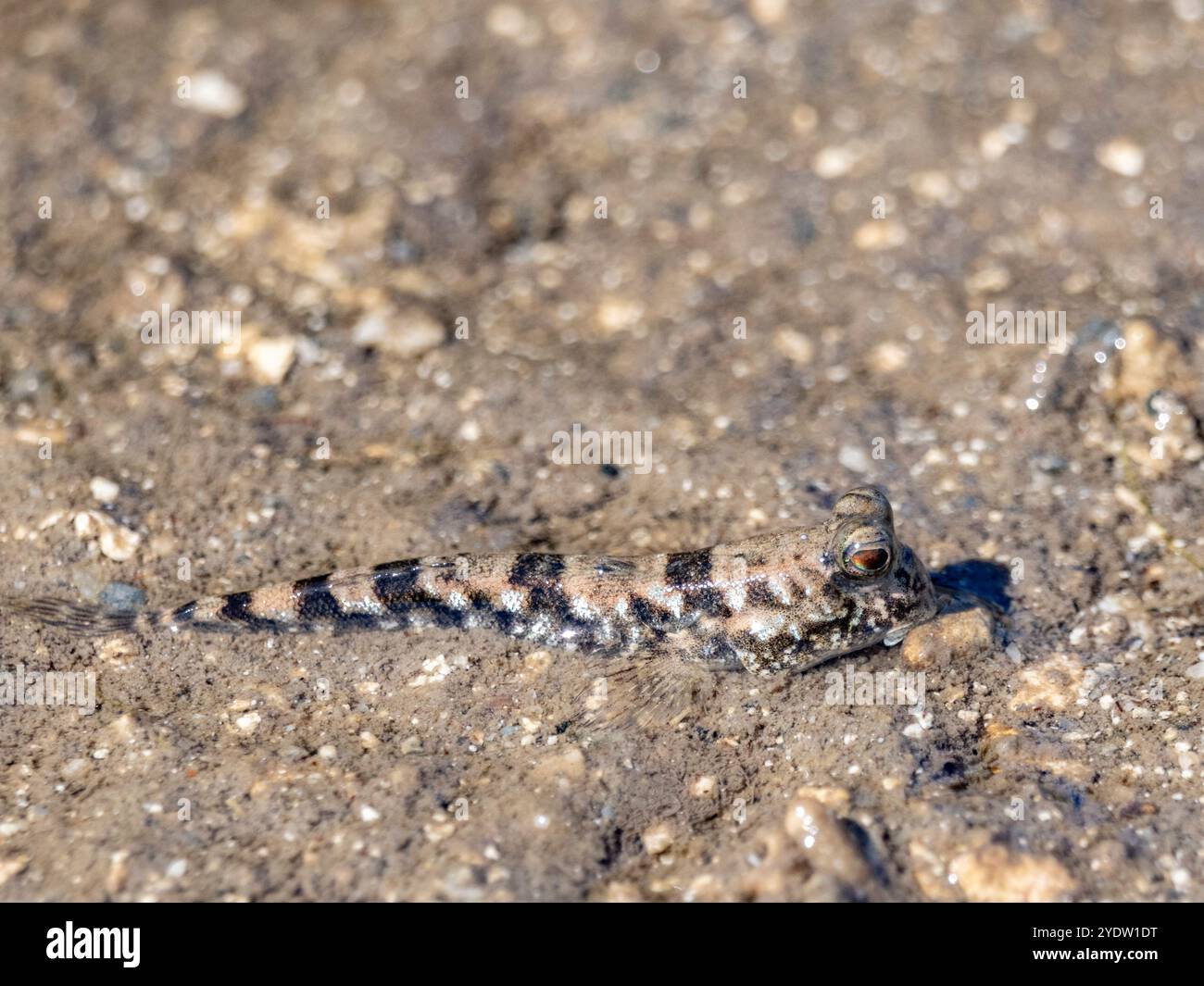 Adult barred mudskipper (Periophthalmus argentitineatus), at night on ...