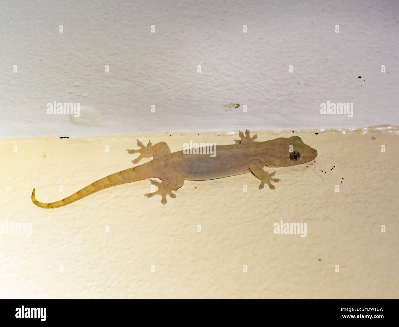 Resort geckos hi-res stock photography and images - Alamy
