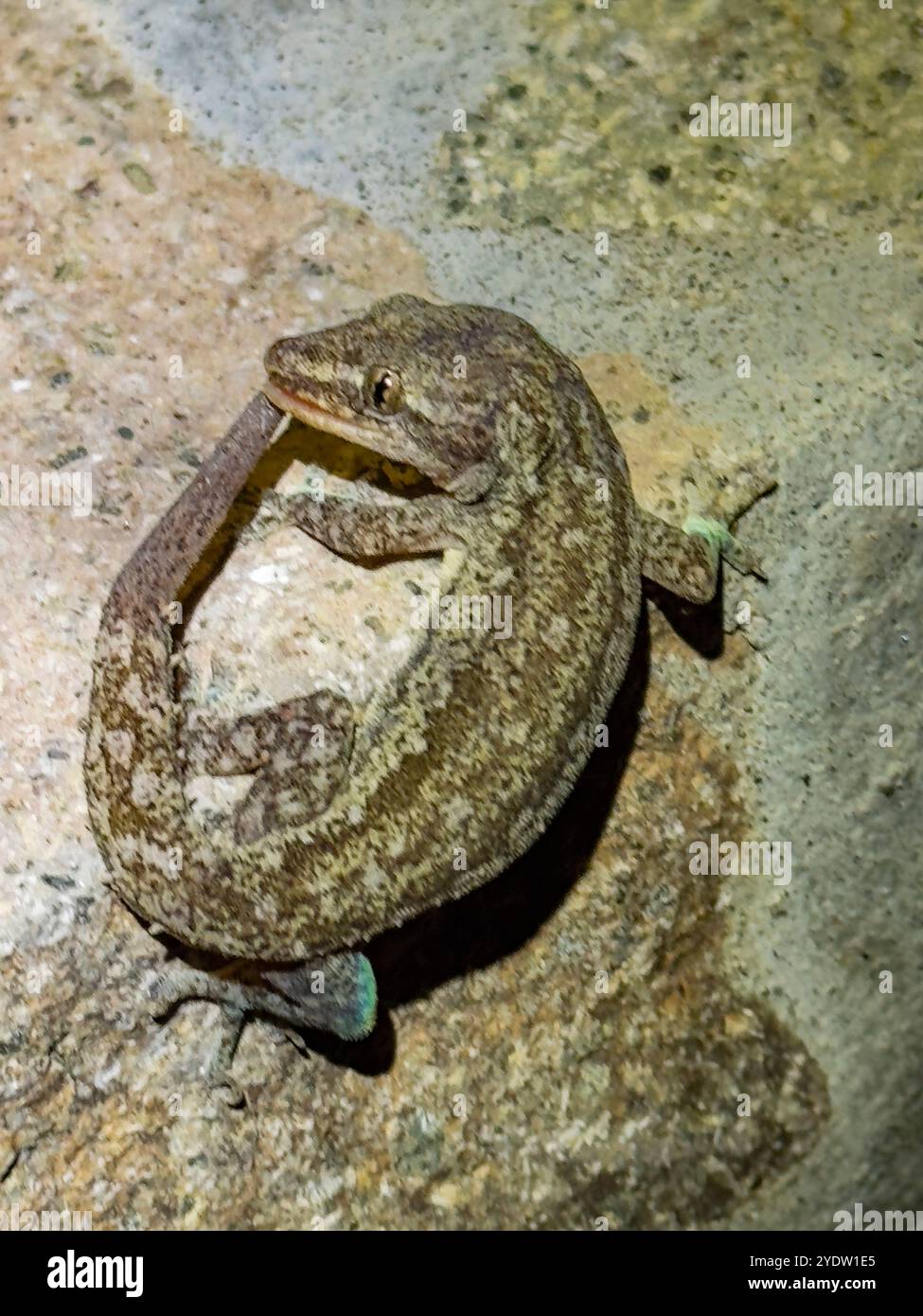 Adult mourning gecko (Lepidodactylus lugubris), at night on the ...