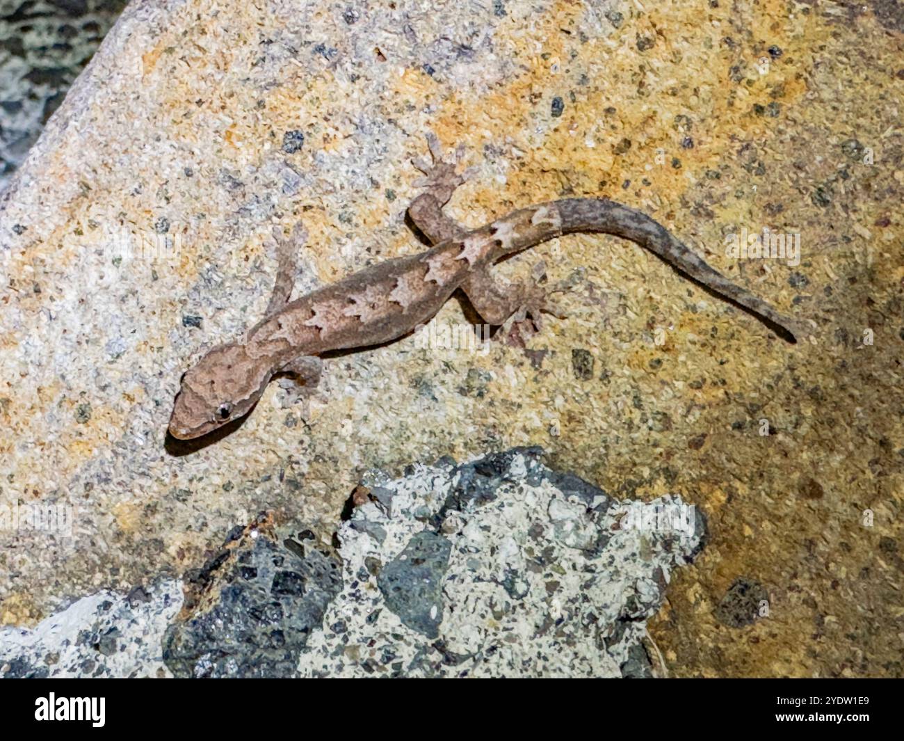 Adult mourning gecko (Lepidodactylus lugubris), at night on the ...