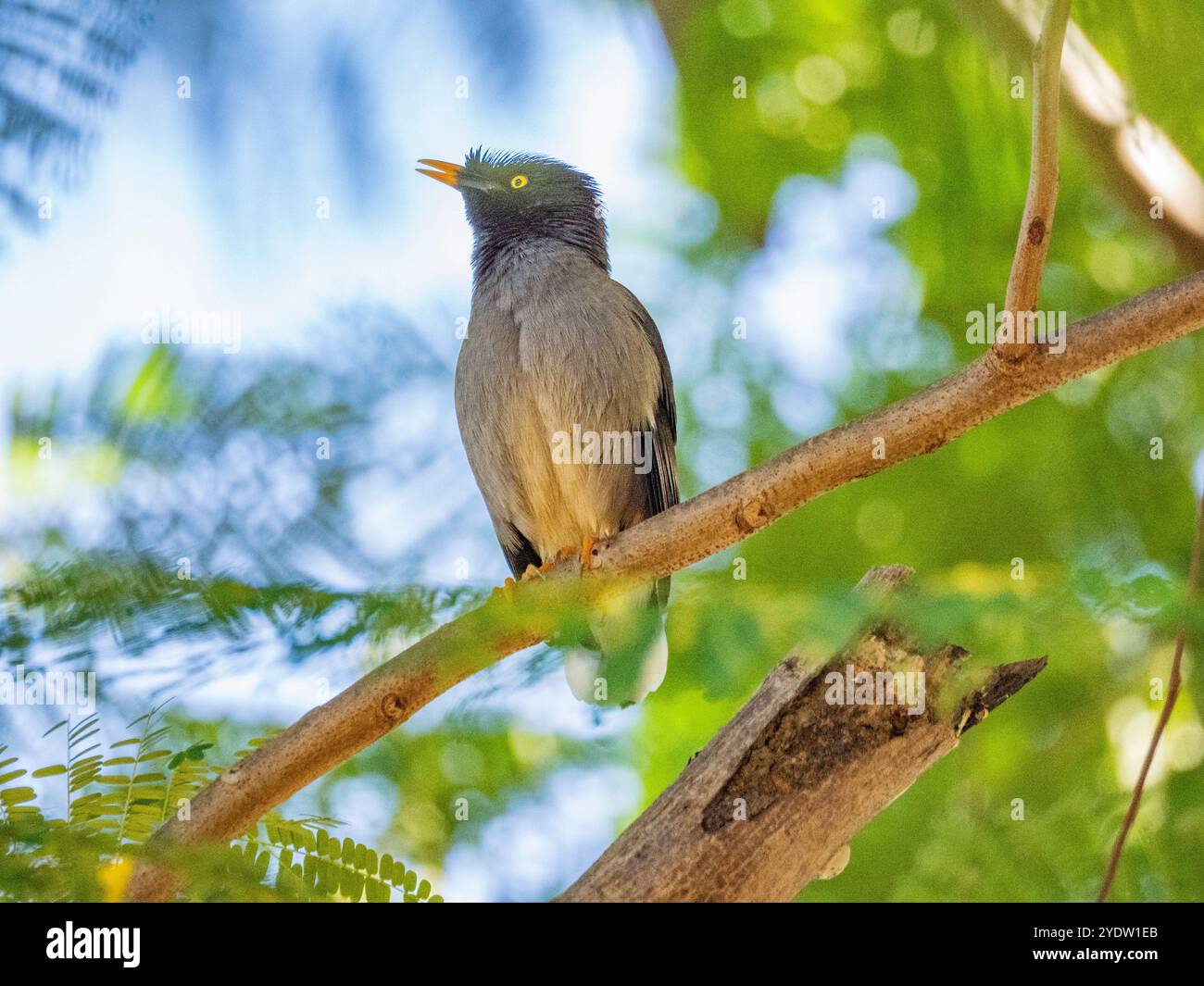 Jungle myna (Acridotheres fuscus), looking for insects at the Volivoli ...