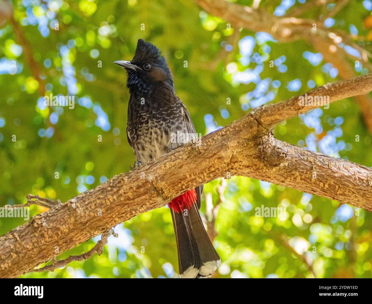 Red-vented bulbul (Pycnonotus cafer), at the Volivoli Resort grounds on ...