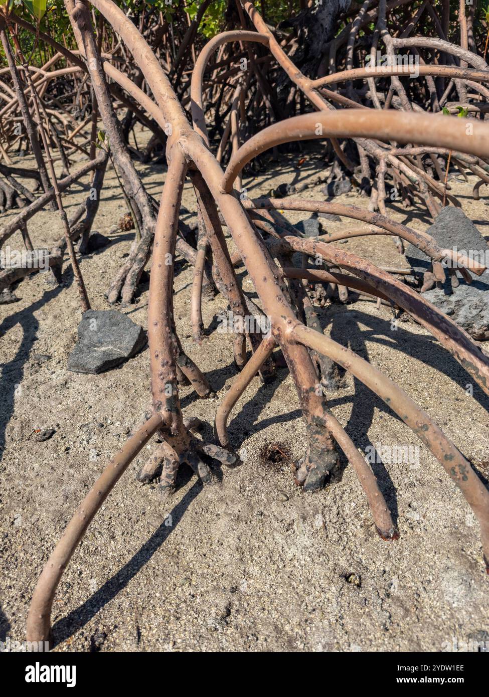 Red mangrove plants (Rhizophora mangle), at low tide near the Volivoli ...