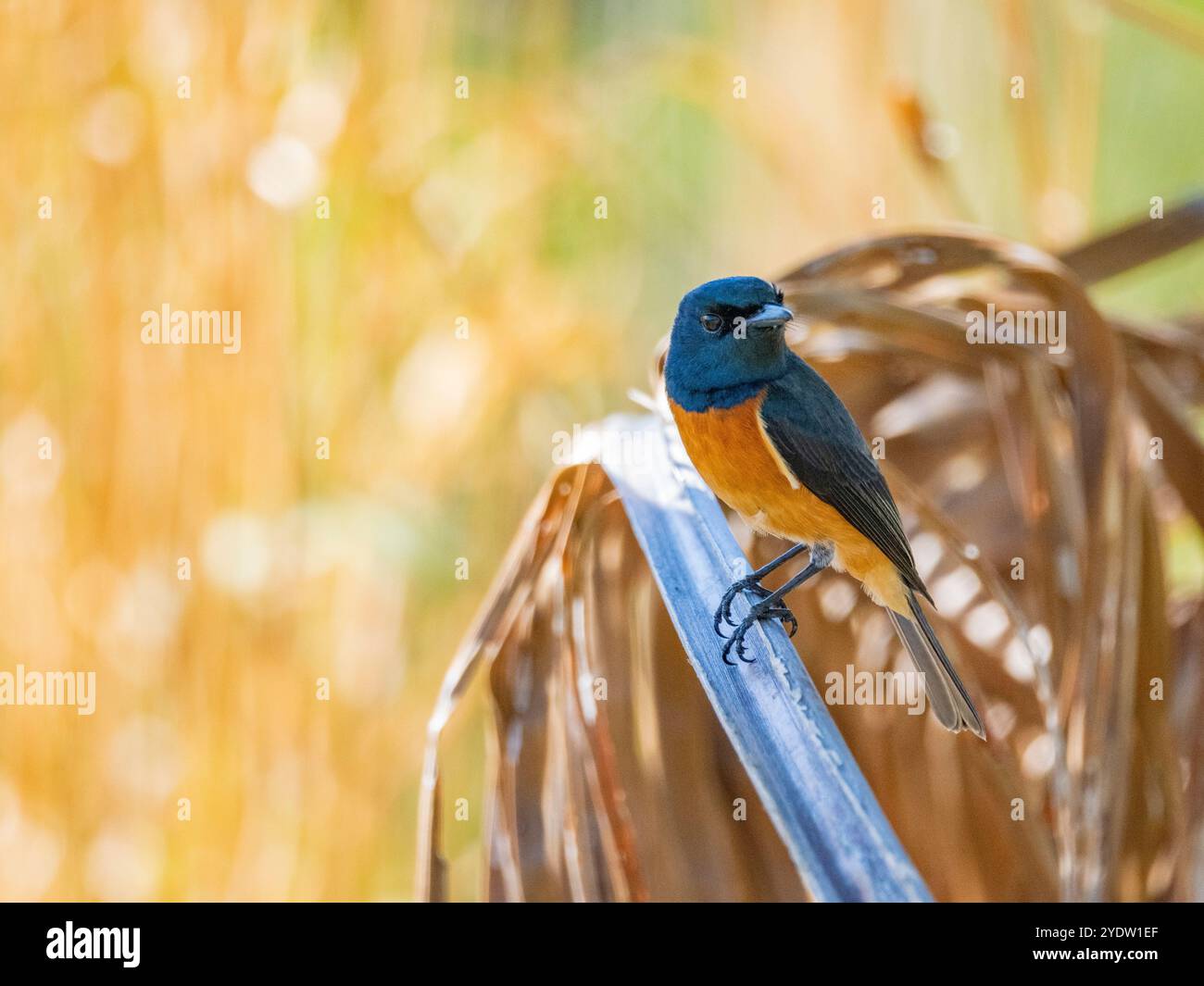 Eco resort activity hi-res stock photography and images - Alamy