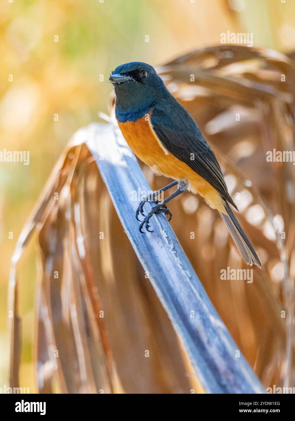 South pacific flycatcher hi-res stock photography and images - Alamy