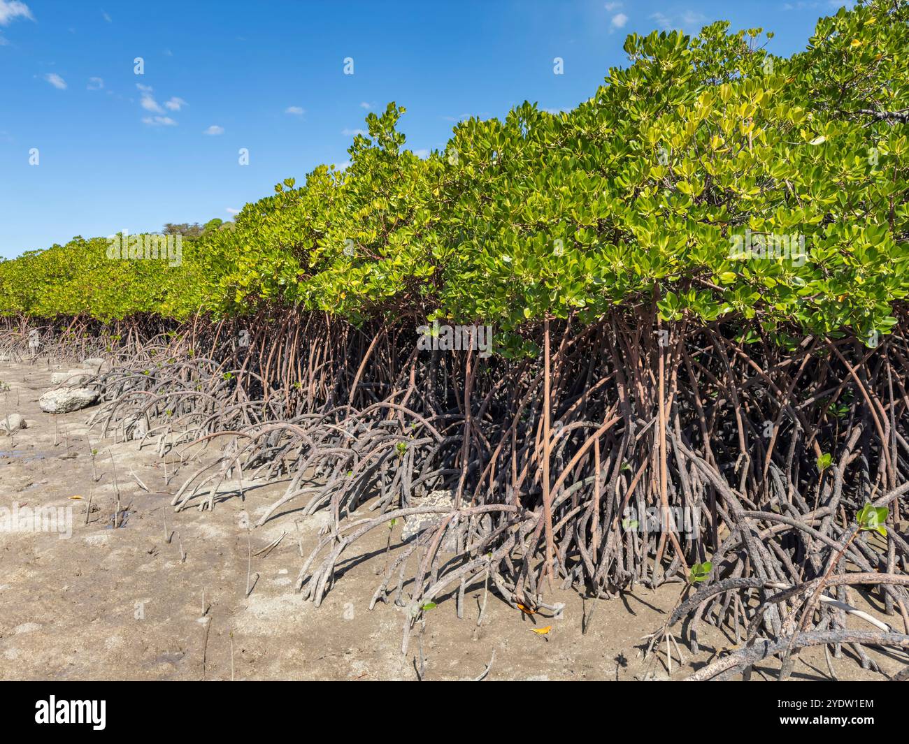 Fiji mangrove forest hi-res stock photography and images - Alamy