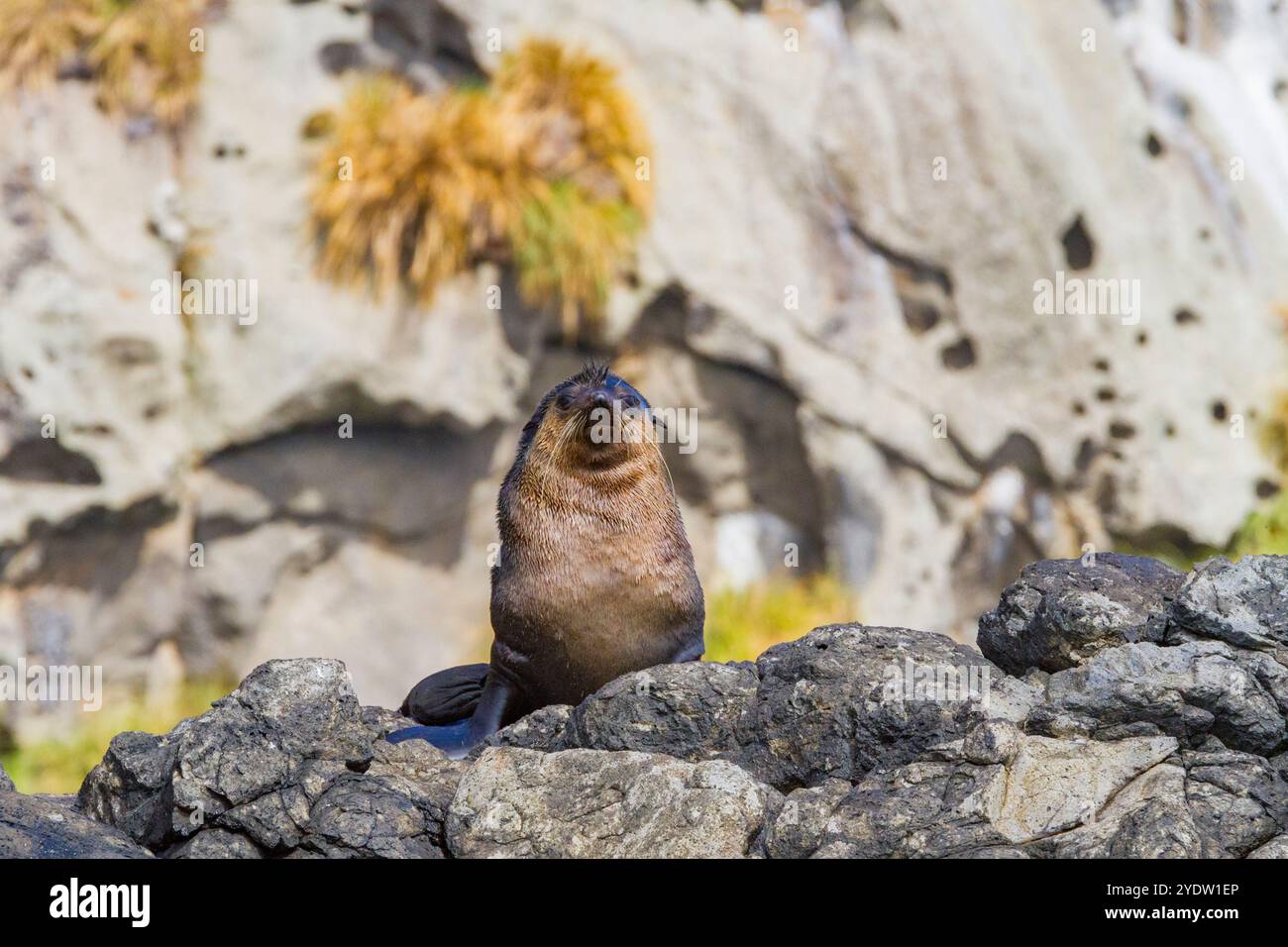 Subantarctic fur seal (Arctocephalus tropicalis) hauled out on the ...