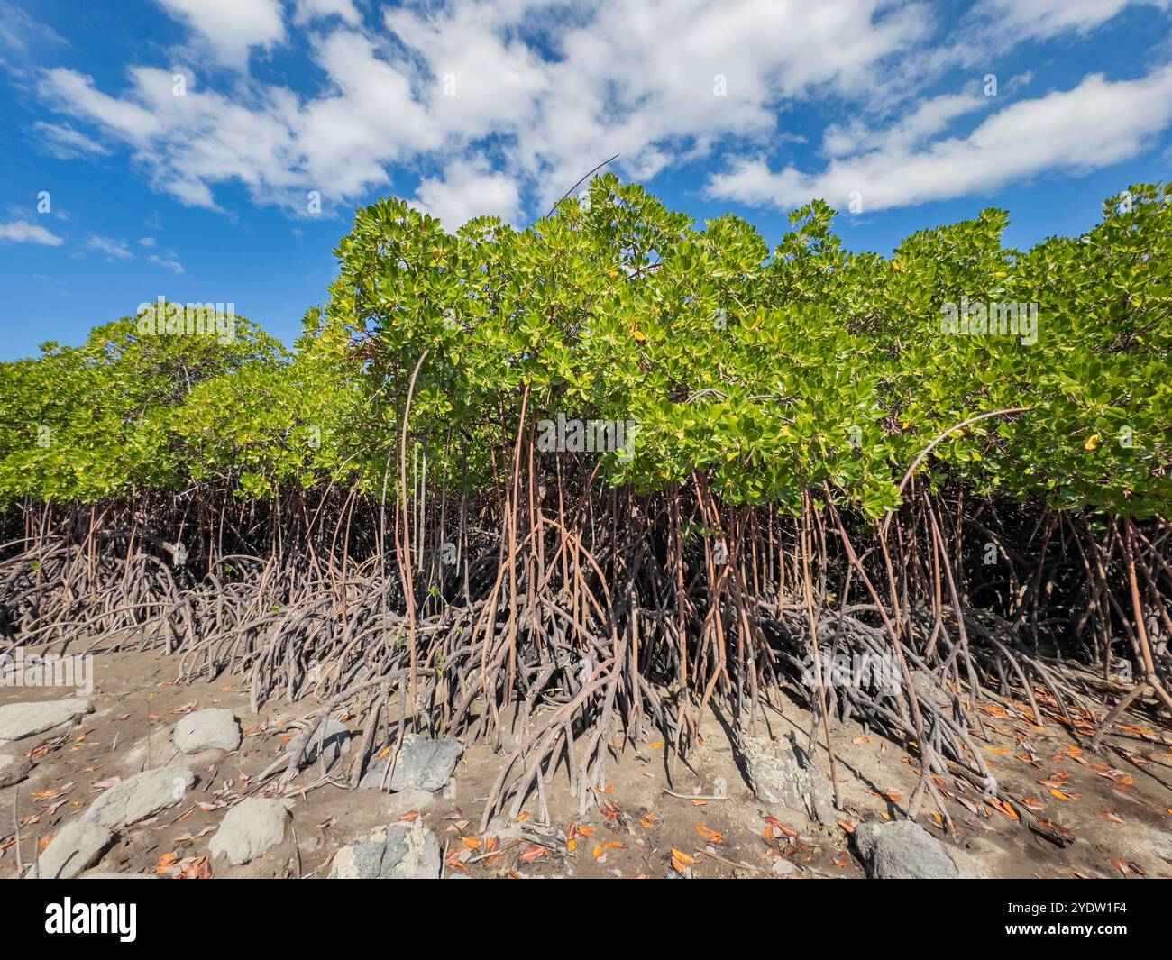 Fiji mangrove wildlife hi-res stock photography and images - Alamy