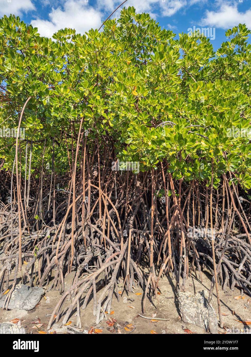 Red mangrove plants (Rhizophora mangle), at low tide near the Volivoli ...