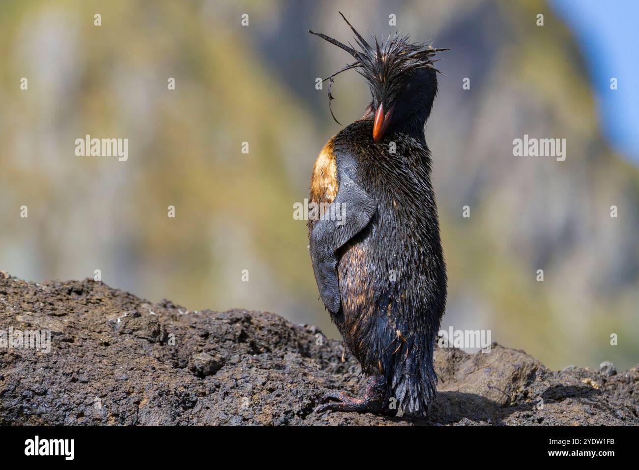 Oliva species hi-res stock photography and images - Alamy