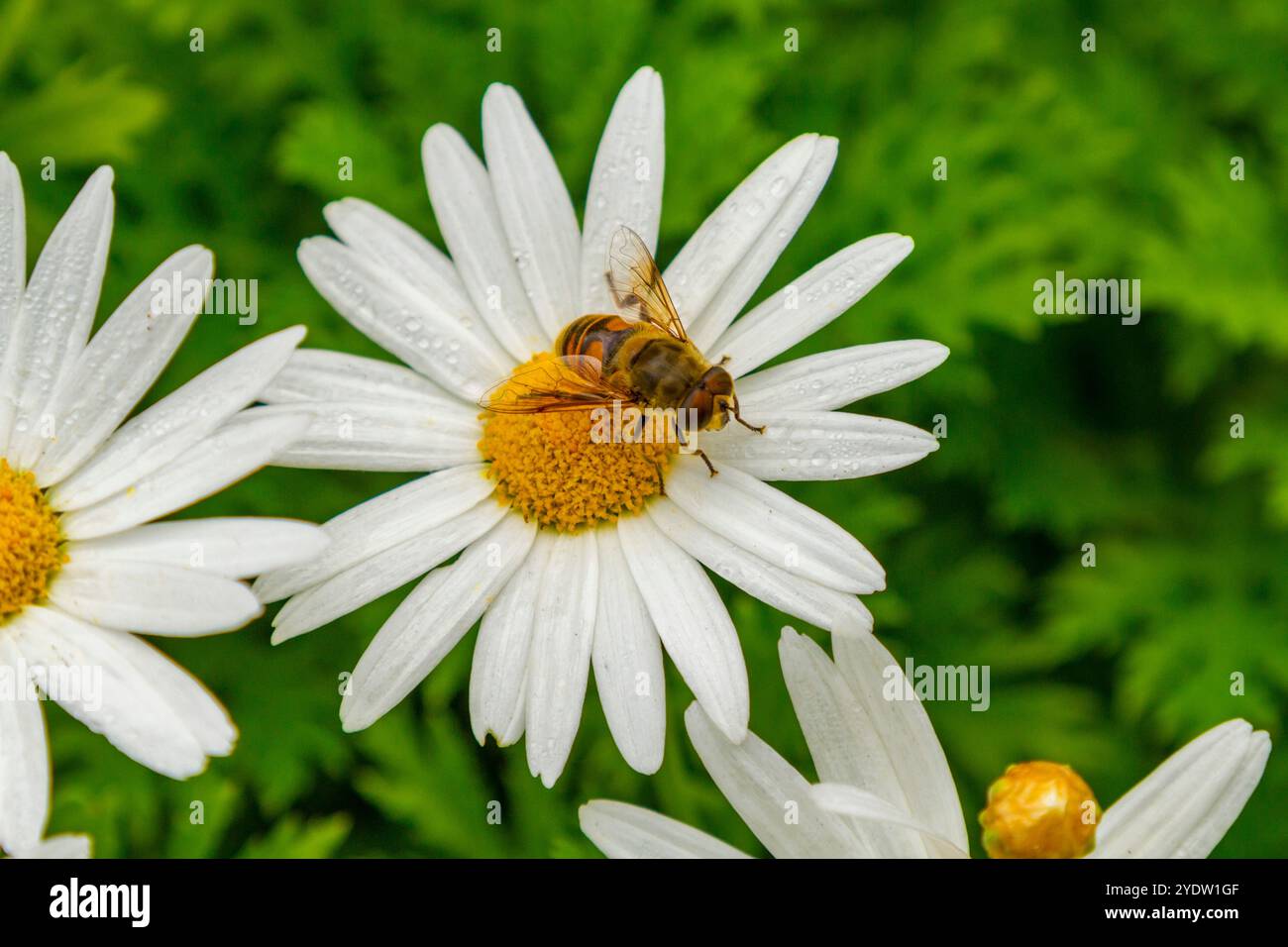 Saint helena ecology hi-res stock photography and images - Alamy