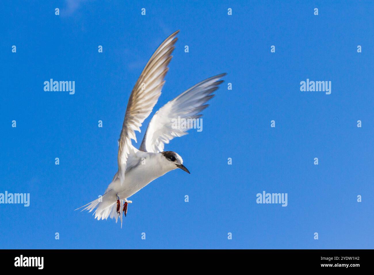 Juvenile Antarctic tern (Sterna vittata) in flight near Tristan da ...