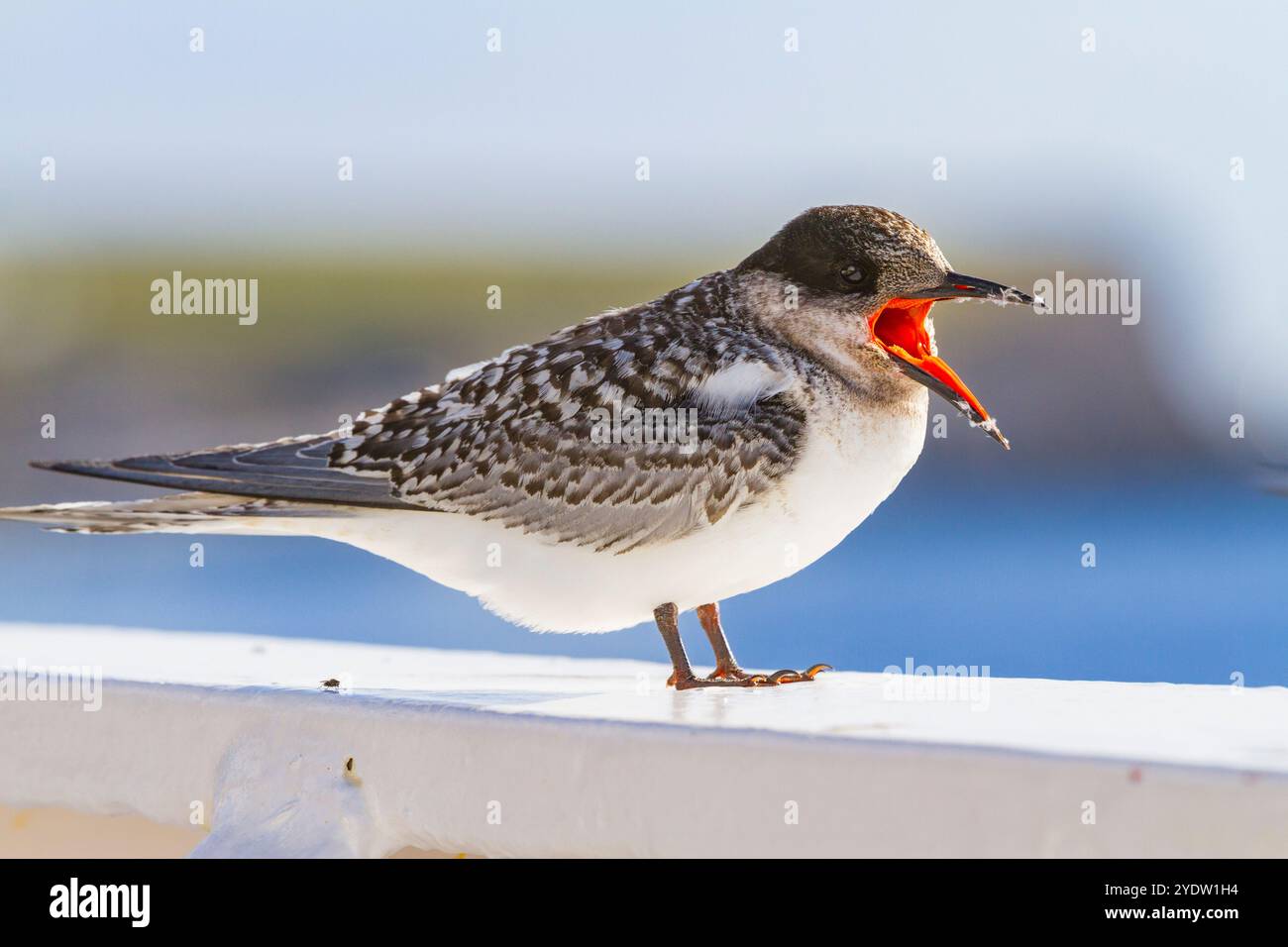 Birds resting on rail hi-res stock photography and images - Alamy