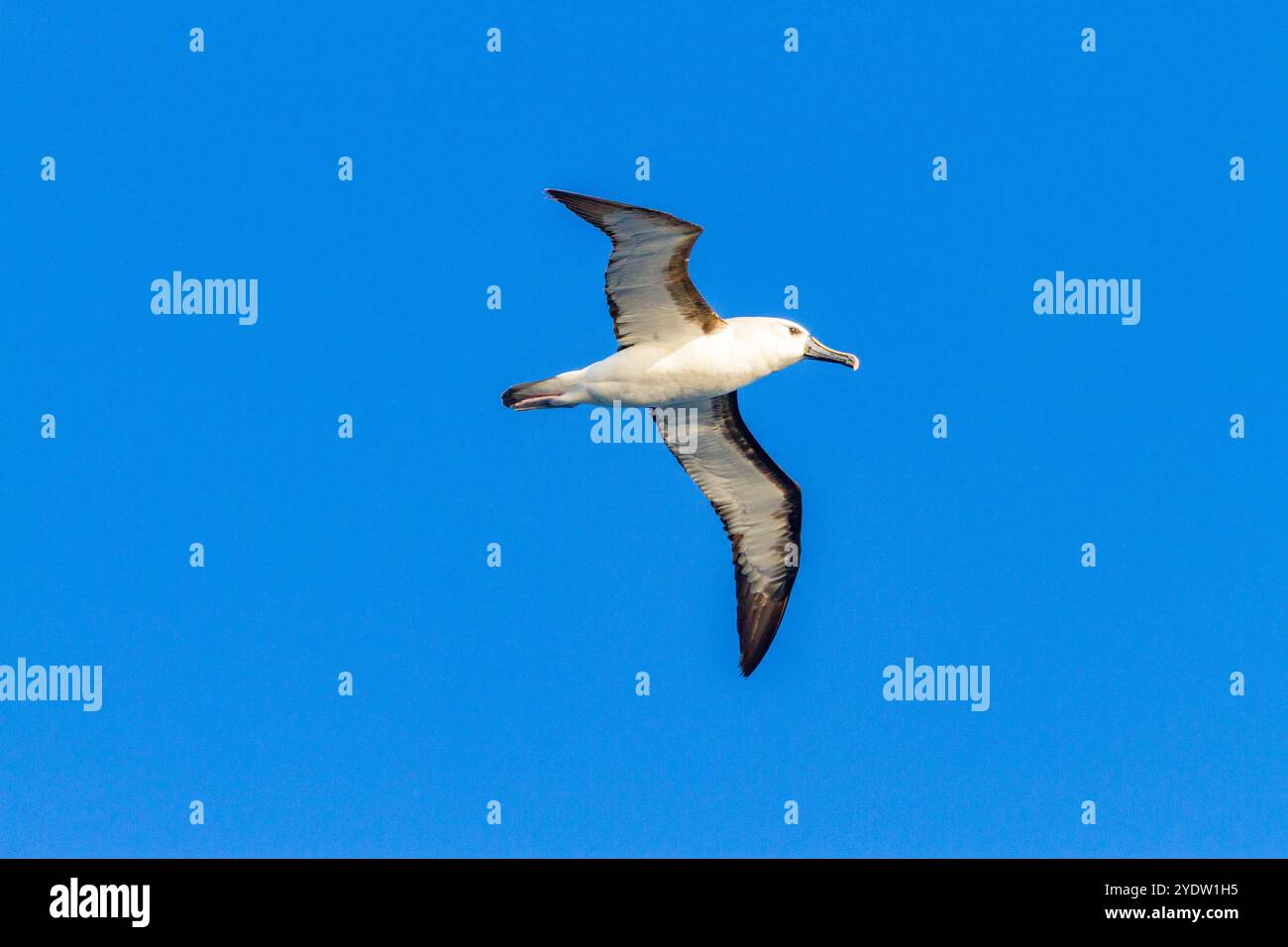 Atlantic yellow nosed tristan hi-res stock photography and images - Alamy