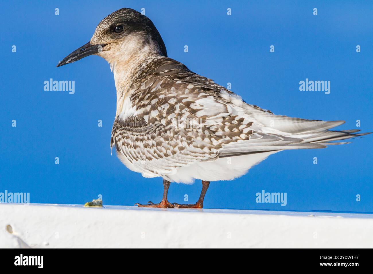 Juvenile Antarctic tern (Sterna vittata) resting on ship's rail near ...