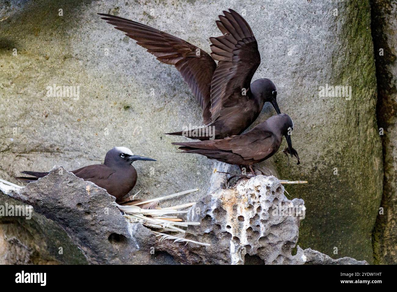 Adult black noddy (Anous minutus) breeding site on Boatswain Bird ...