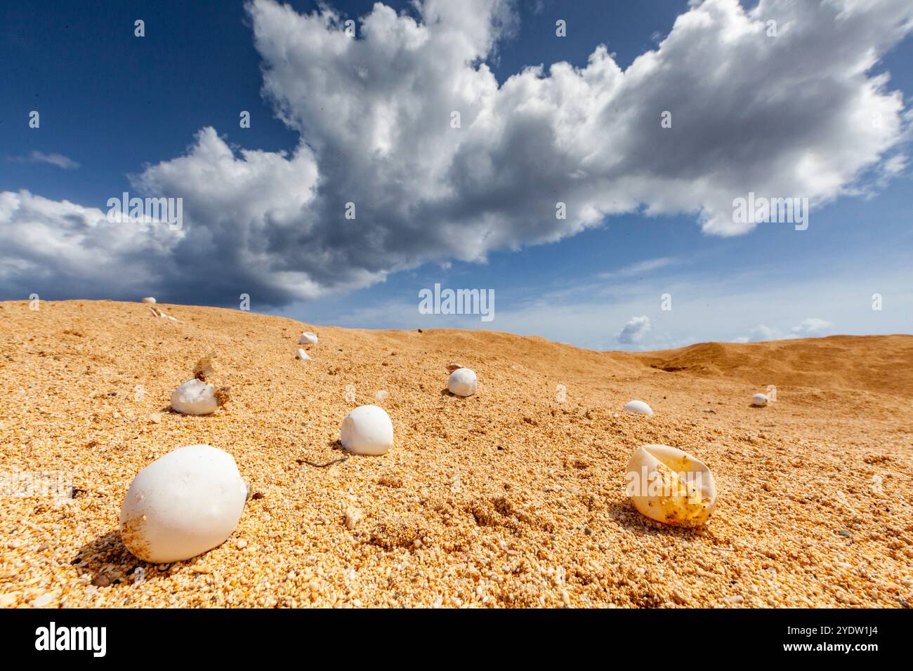 Ascension island turtle eggs hi-res stock photography and images - Alamy