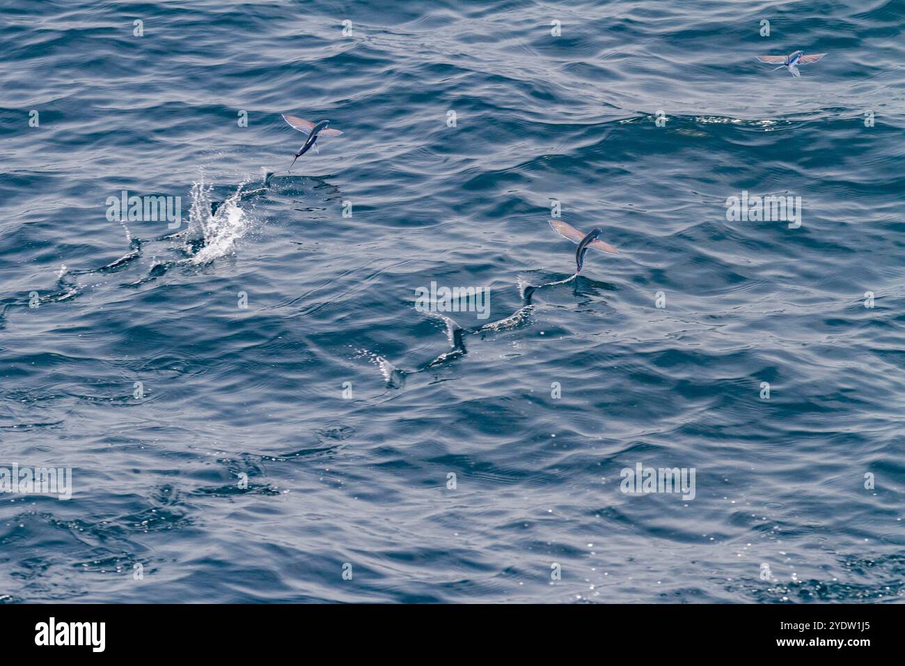 Flying fish from the family Exocoetidae take flight as the ship flushes ...