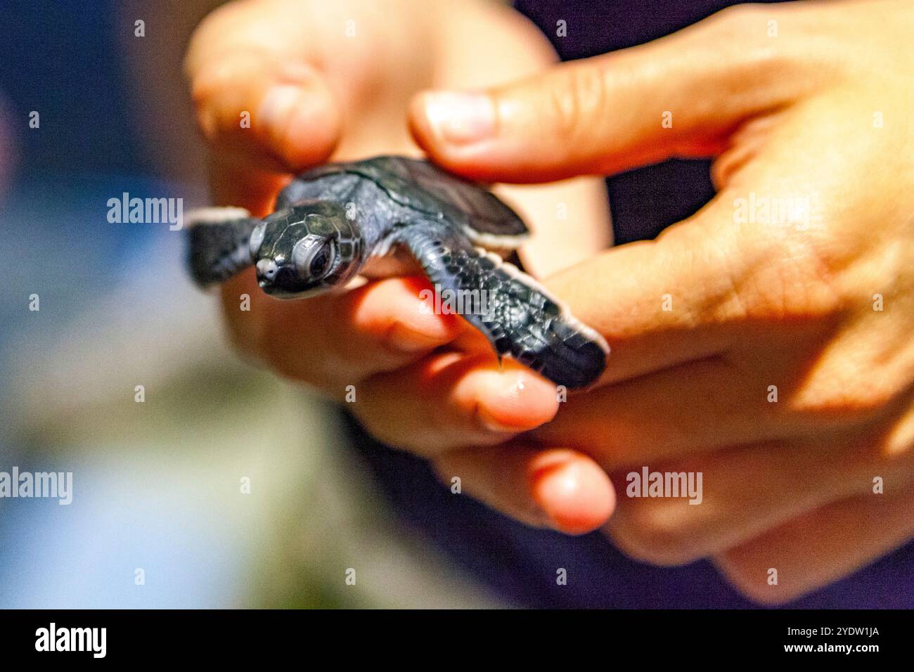 Tourist holding a green sea turtle (Chelonia mydas) hatchling at night ...