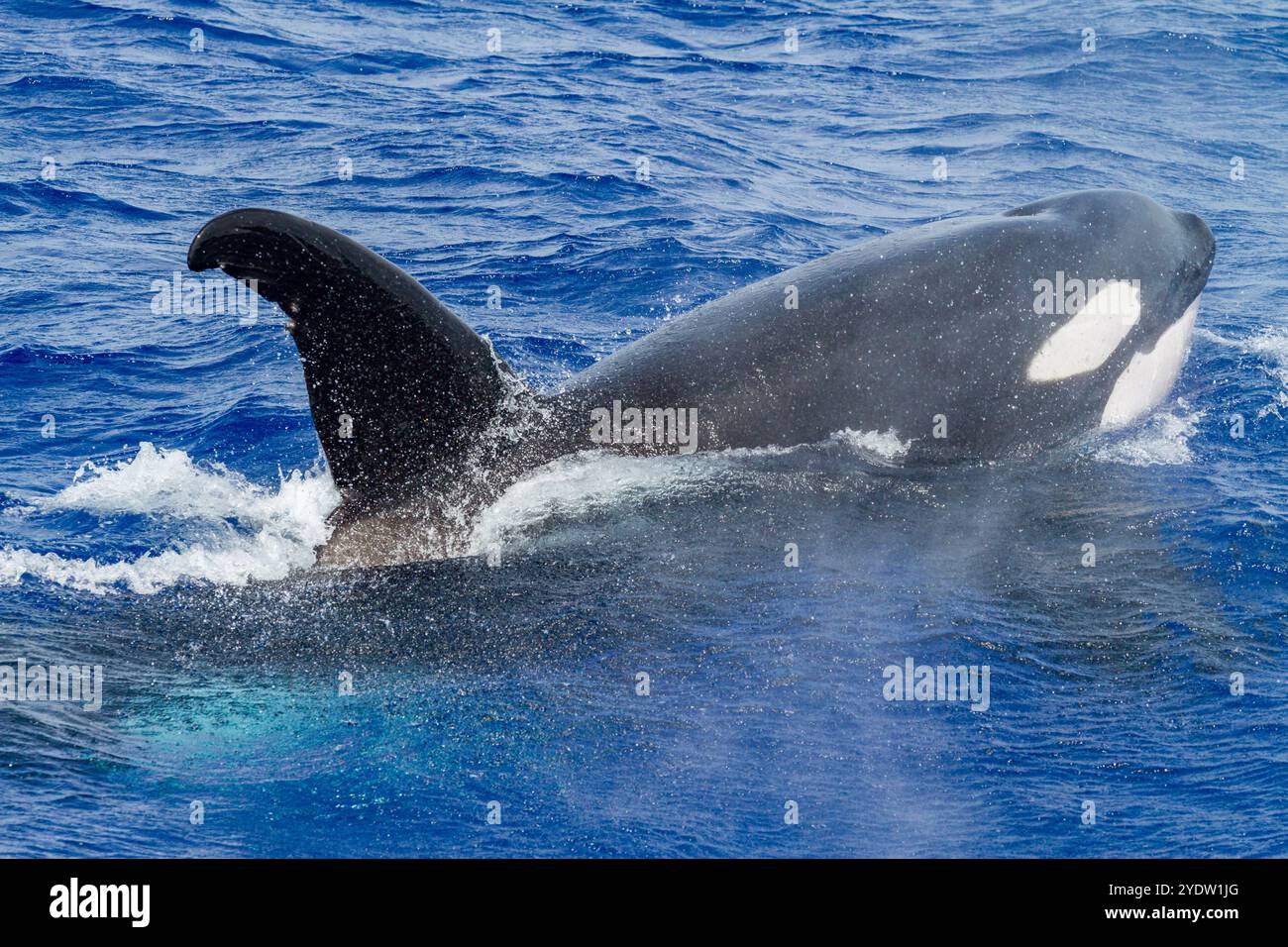 Tracking whales hi-res stock photography and images - Alamy