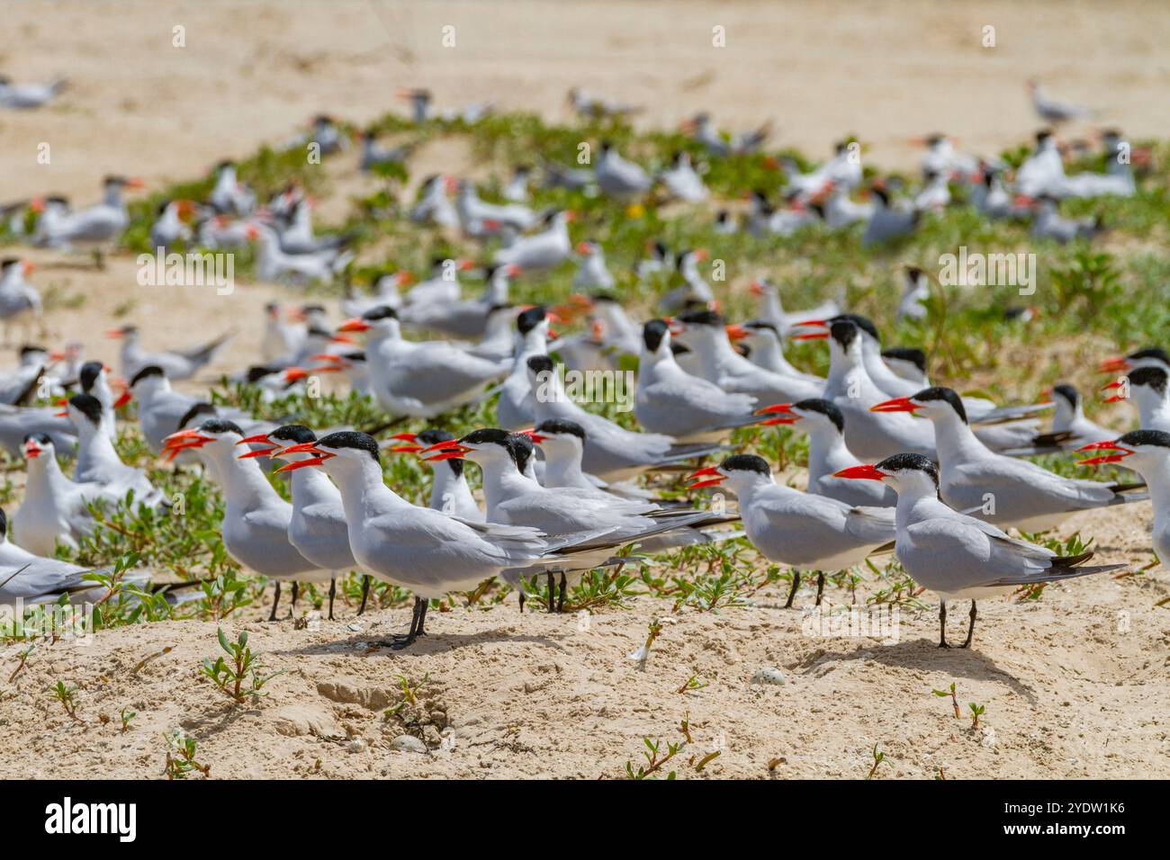 Caspian Terns (Hydroprogne caspia) at breeding colony on Ile des Oiseaux in the Parc National du ...