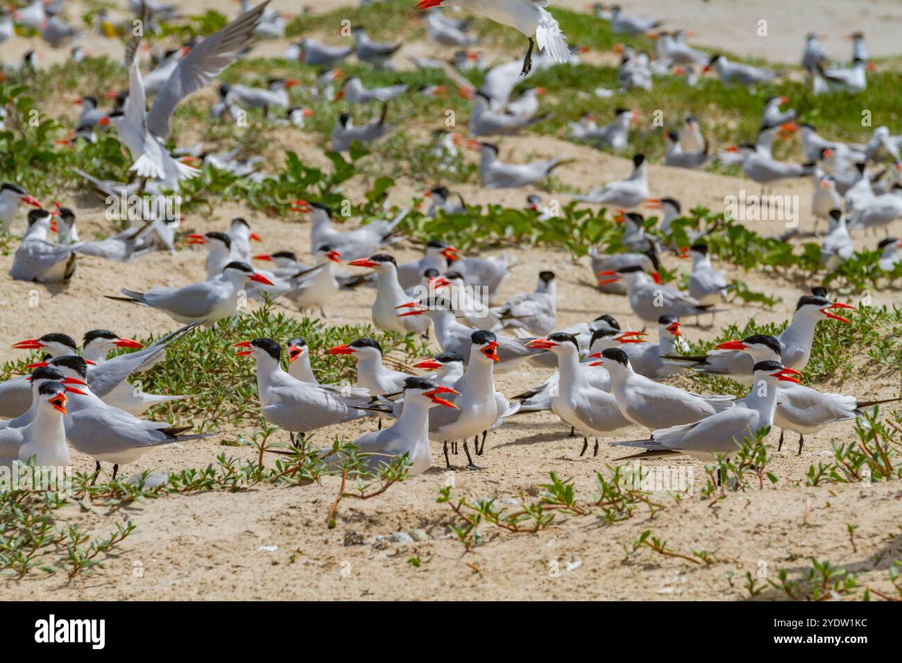 Caspian Terns (Hydroprogne caspia) at breeding colony on Ile des Oiseaux in the Parc National du ...