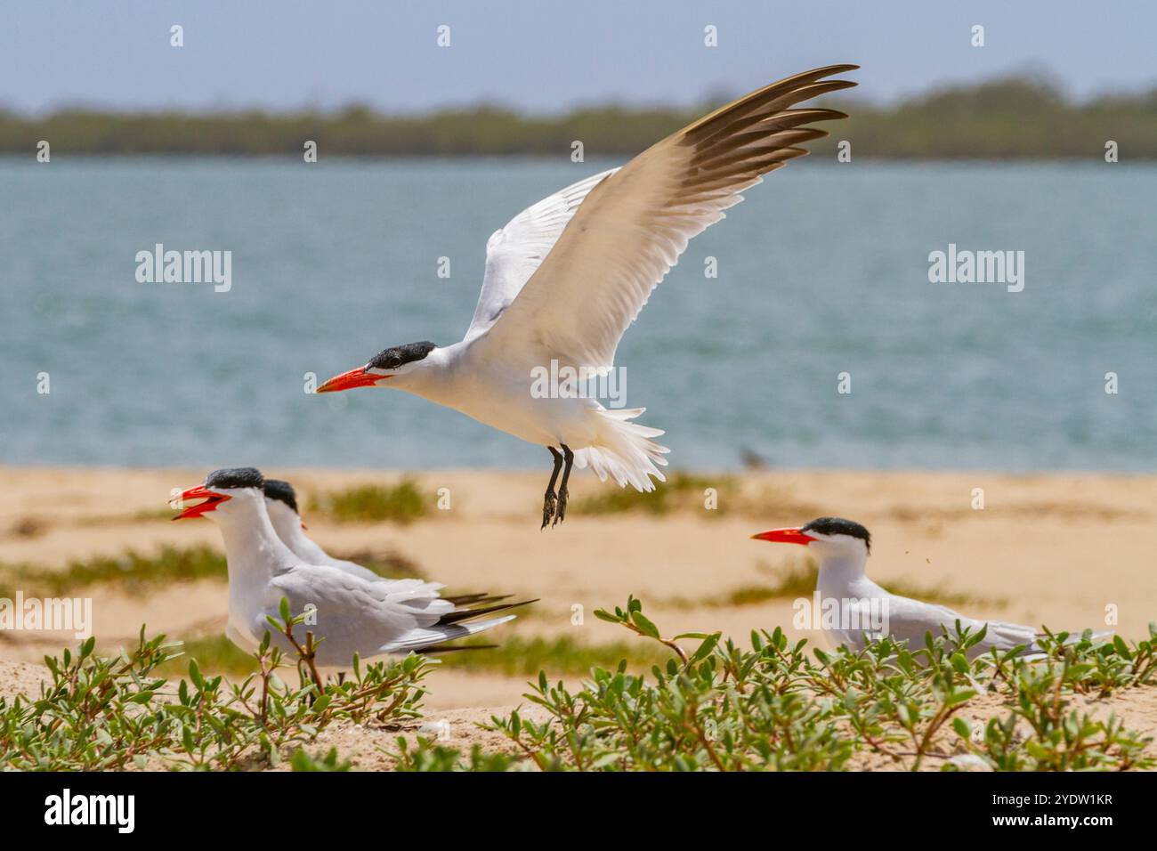 Caspian Terns (Hydroprogne caspia) at breeding colony on Ile des Oiseaux in the Parc National du ...