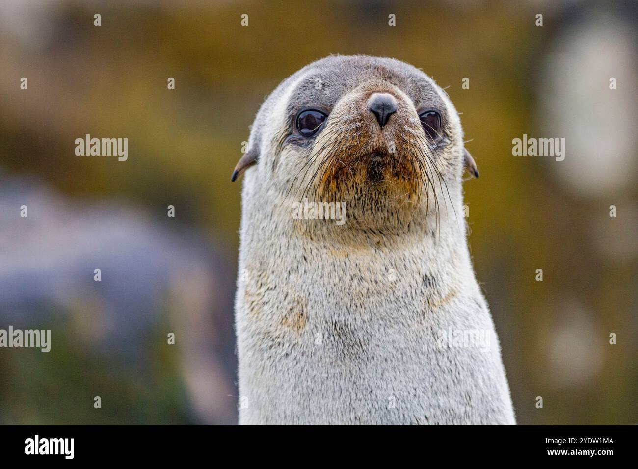 Antarctic fur seal pup (Arctocephalus gazella) on Prion Island in the ...