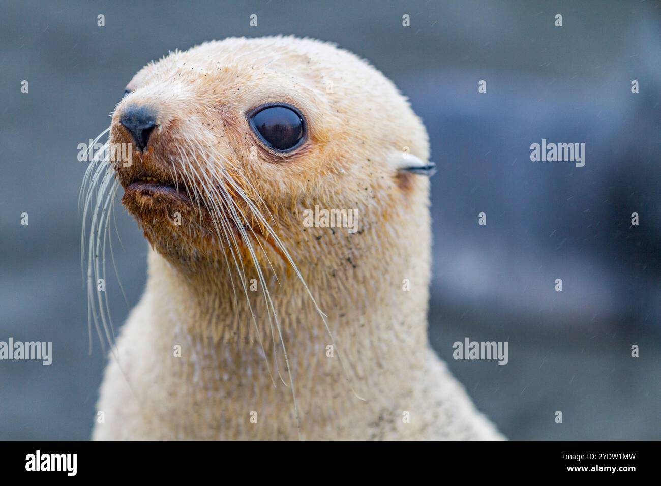 Unique characteristics of marine life hi-res stock photography and ...