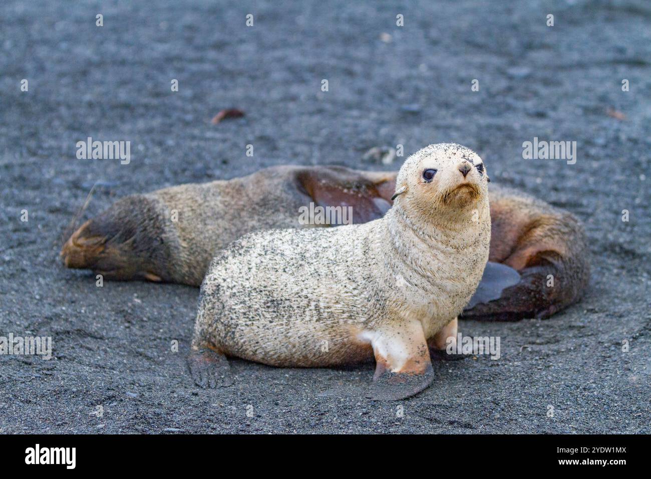 Seal lifespan hi-res stock photography and images - Alamy