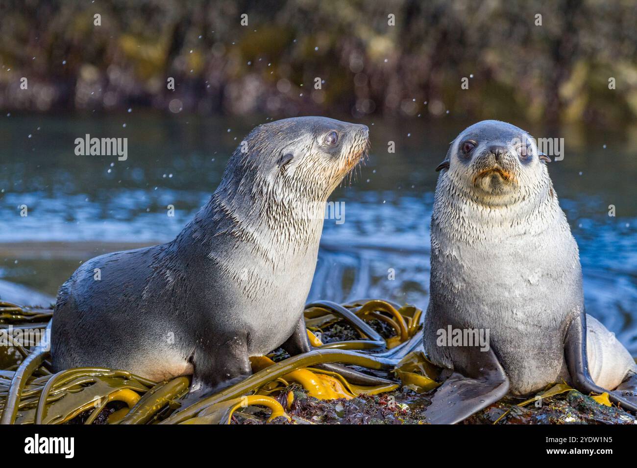 Antarctic fur seal pups (Arctocephalus gazella) playing in the kelp on ...