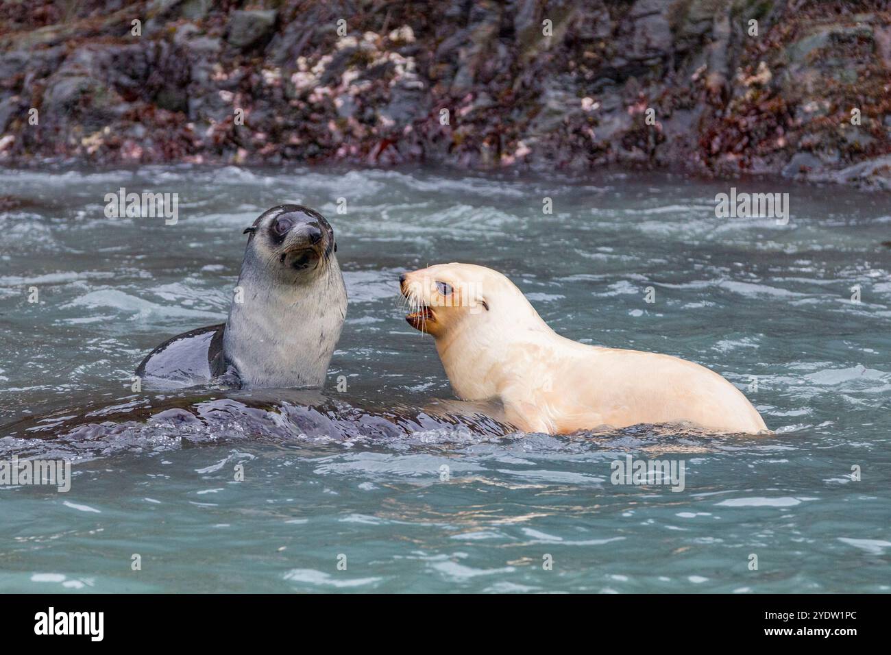 Leucistic pup hi-res stock photography and images - Alamy