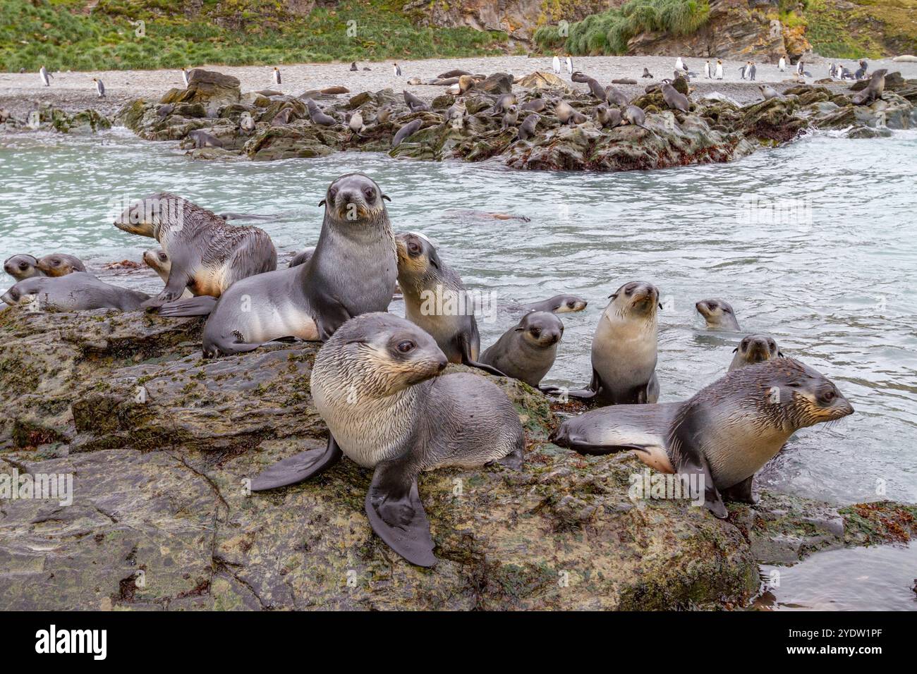 Group of seal pups playing hi-res stock photography and images - Alamy