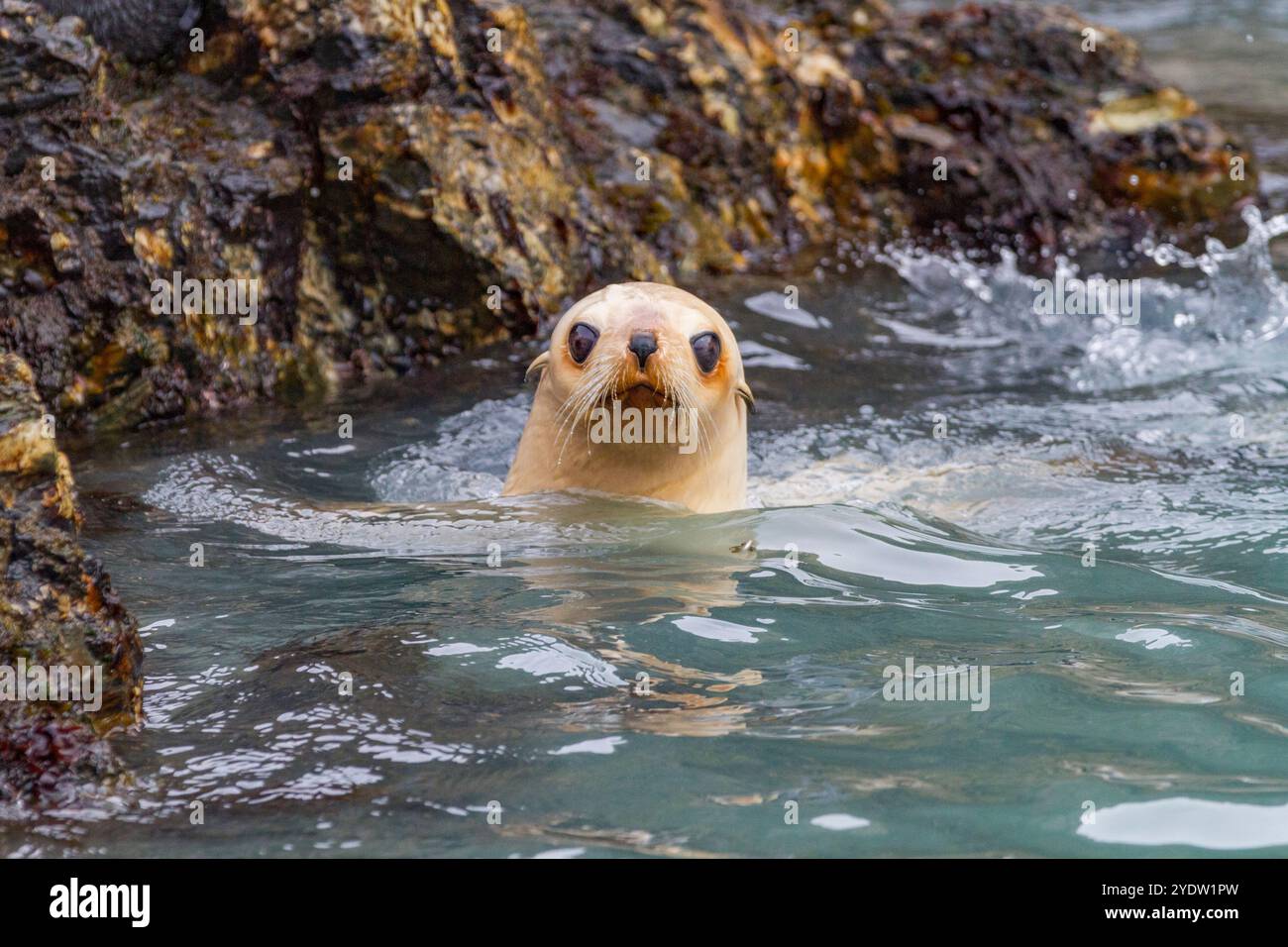 Elusive seal hi-res stock photography and images - Alamy