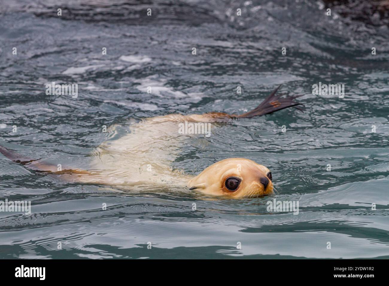 Leucistic caused by lack of melanin, or blond Antarctic fur seal pup ...