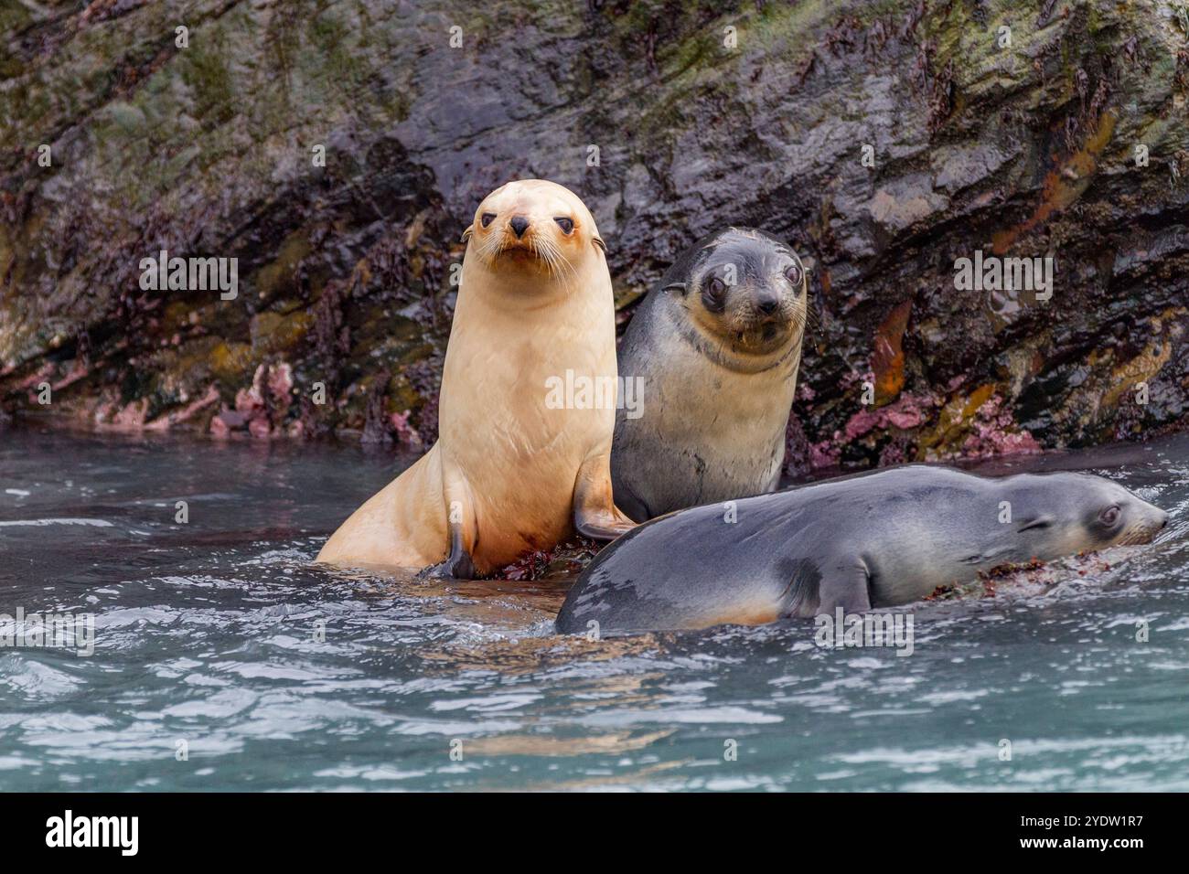 Leucistic seal hi-res stock photography and images - Alamy