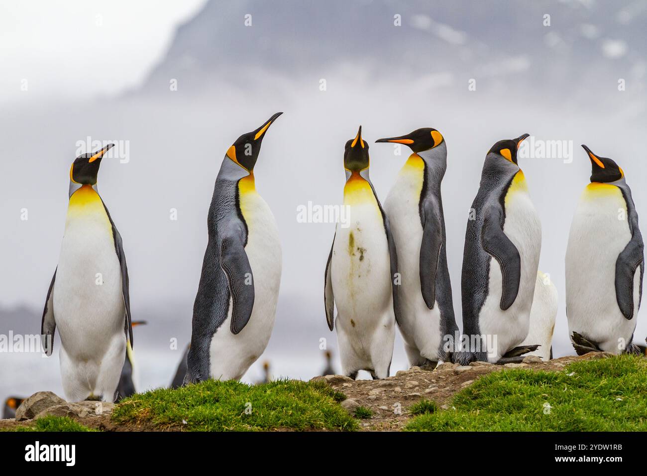 King penguin (Aptenodytes patagonicus) breeding and nesting colony at ...